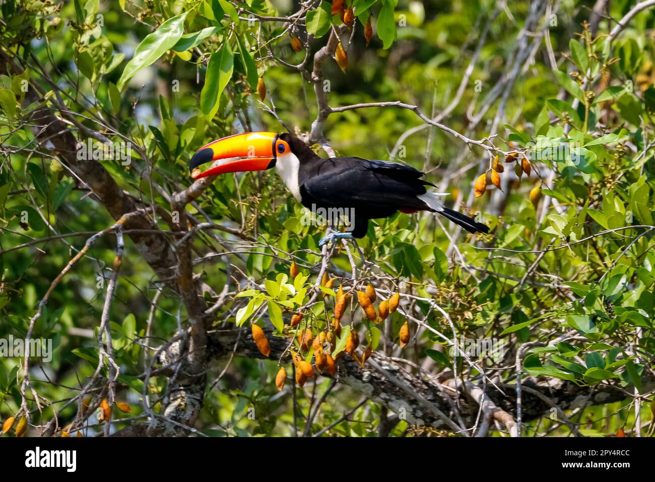 Colorful Toco Toucan eats a fruit in a leafy tree in sunlight, Pantanal ...