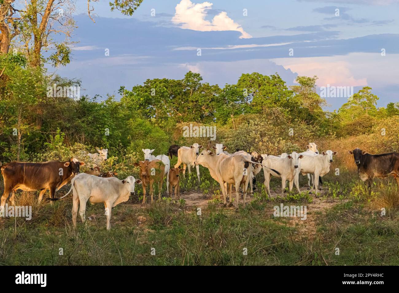 Typical Pantanal cattle standing in a green field, trees in background ...