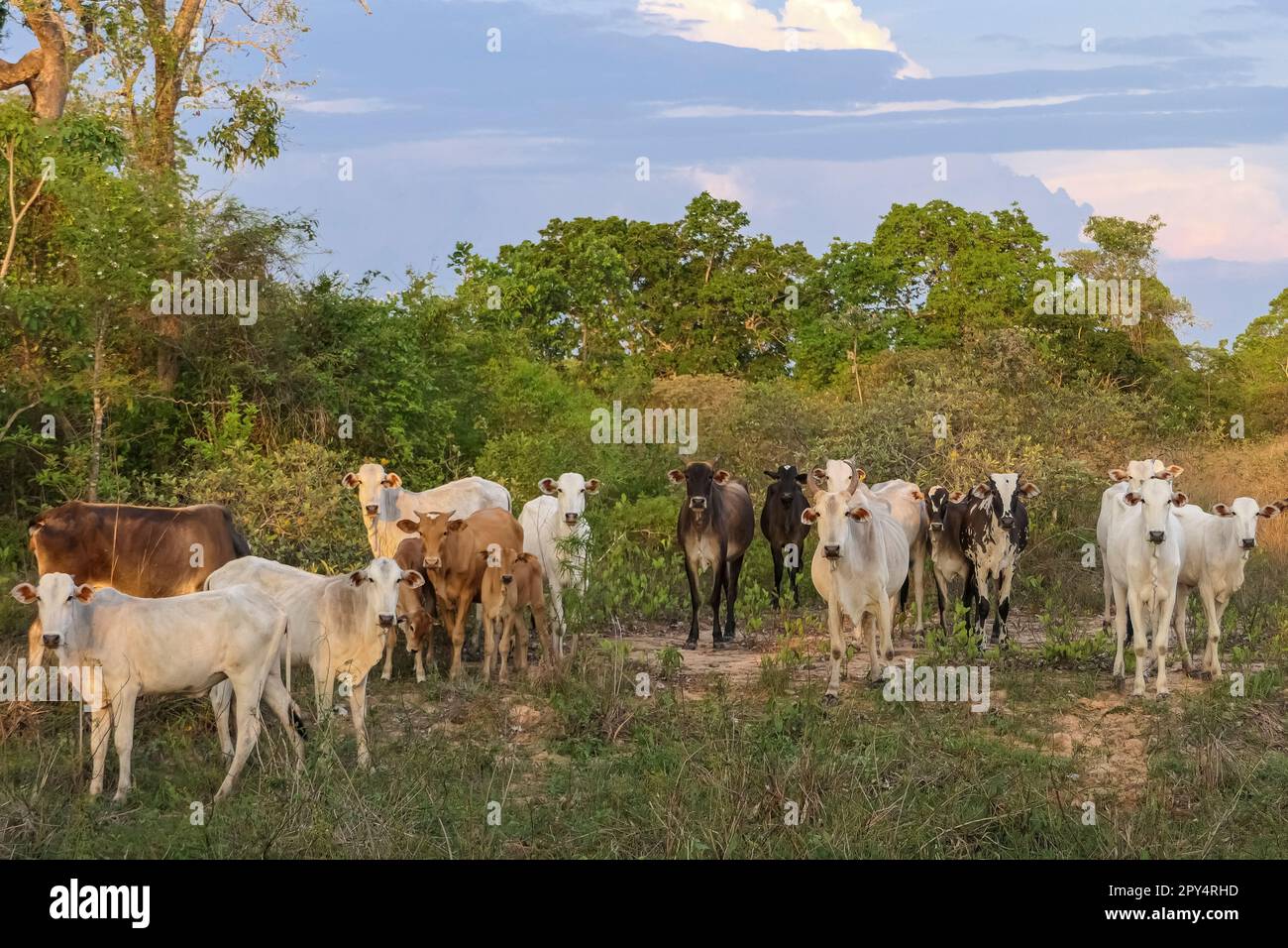 Typical Pantanal cattle standing in a green field, trees in background ...