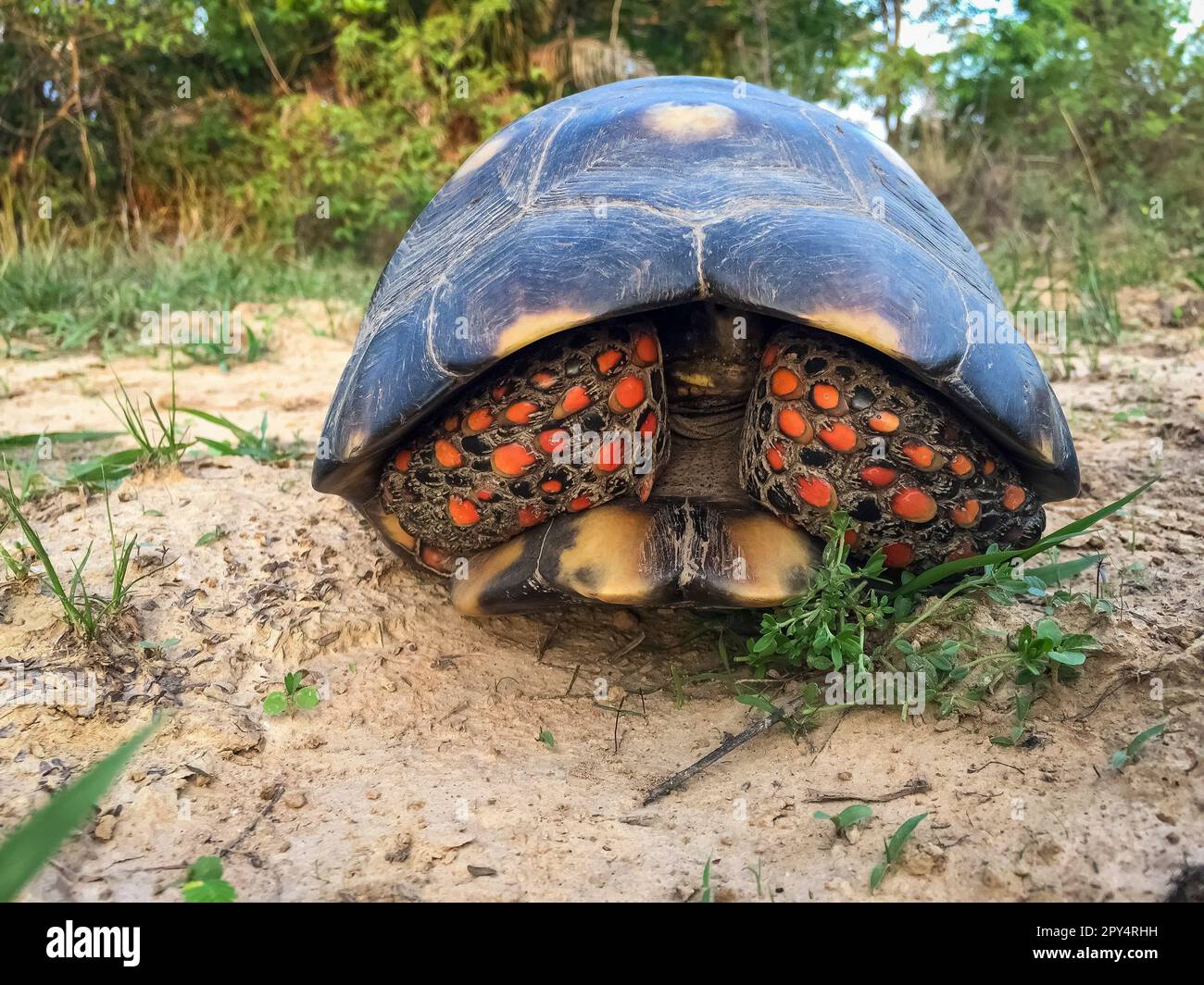 Back of Red-footed tortoise on sandy ground, Pantanal Wetlands, Mato ...