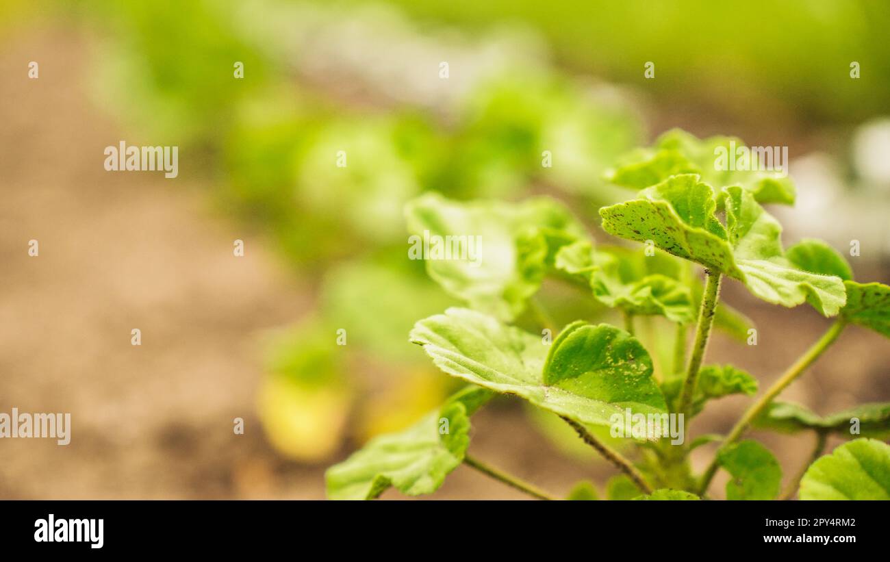 Fresh green sprouts of vegetables in spring on the field, soft focus ...