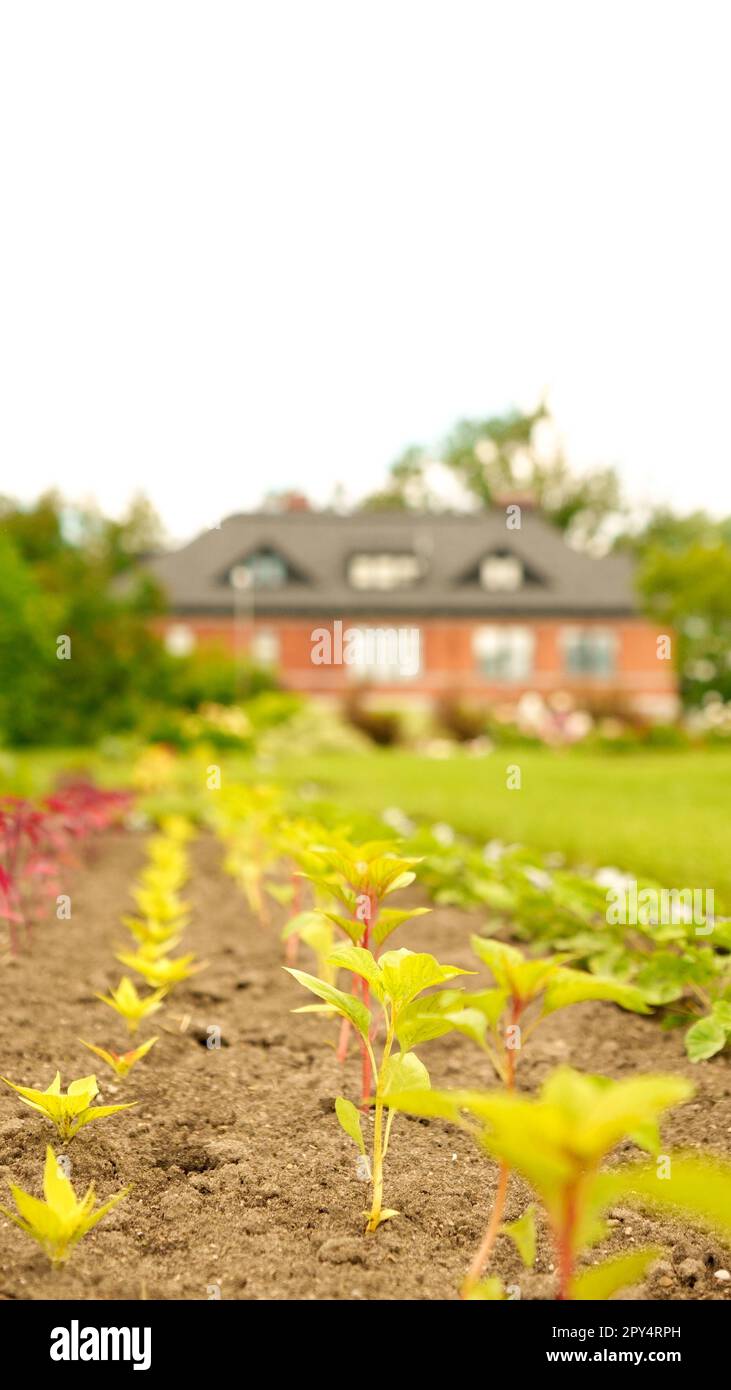 Straight rows of green and purple plants growing on huge farm field ...