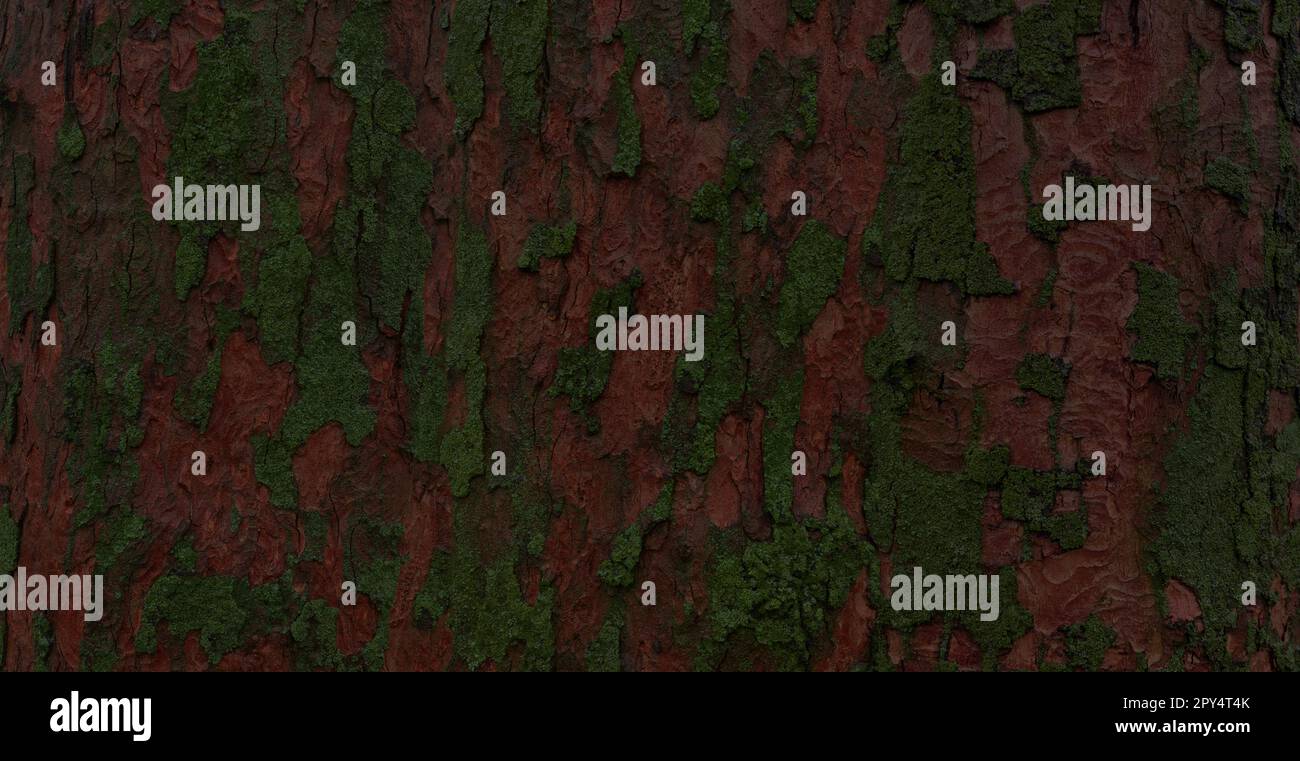 Wet tree bark hi-res stock photography and images - Alamy