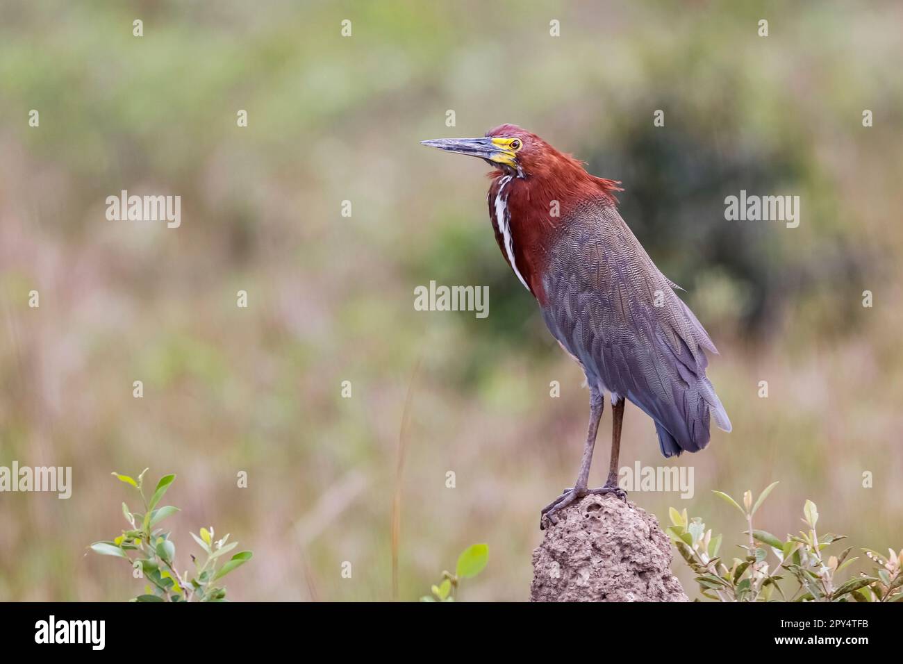 Close-up of a beautiful Rufuscent Tiger Heron standing on a termite ...