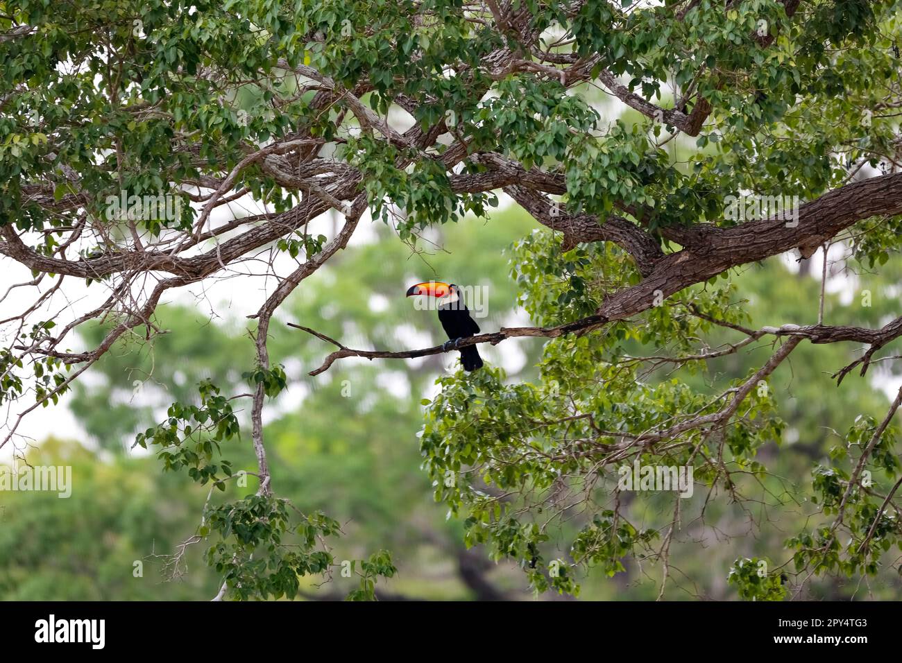 Toco Toucan Sitting On A Branch Of A Green Tree Pantanal Wetlands
