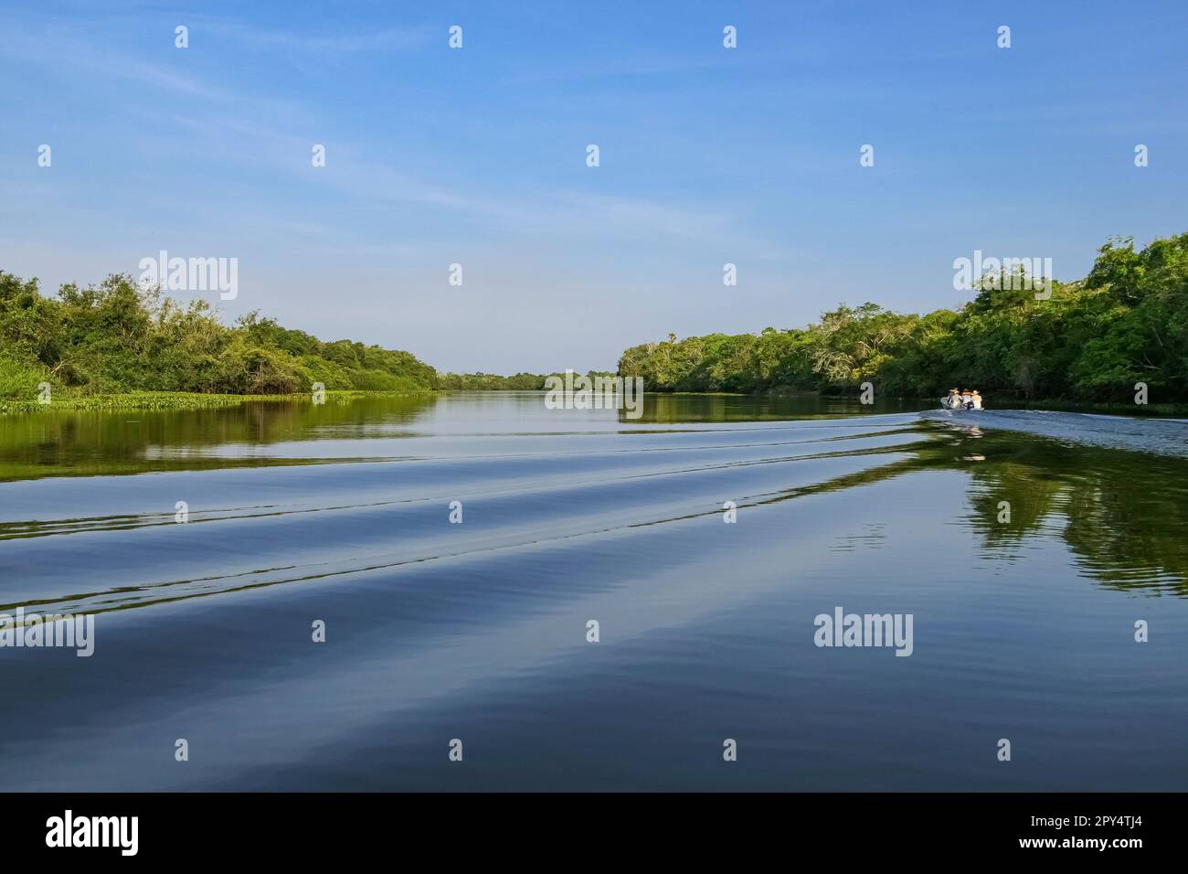 Tour boat on a glassy Pantanal river in afternoon light with water ...