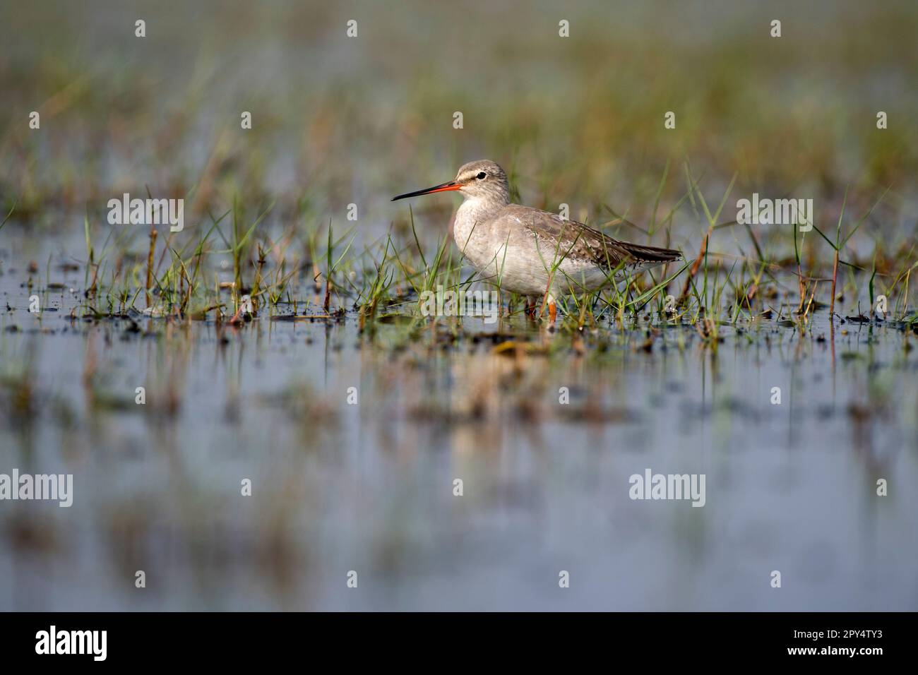 Godwit bird resting Stock Photo - Alamy