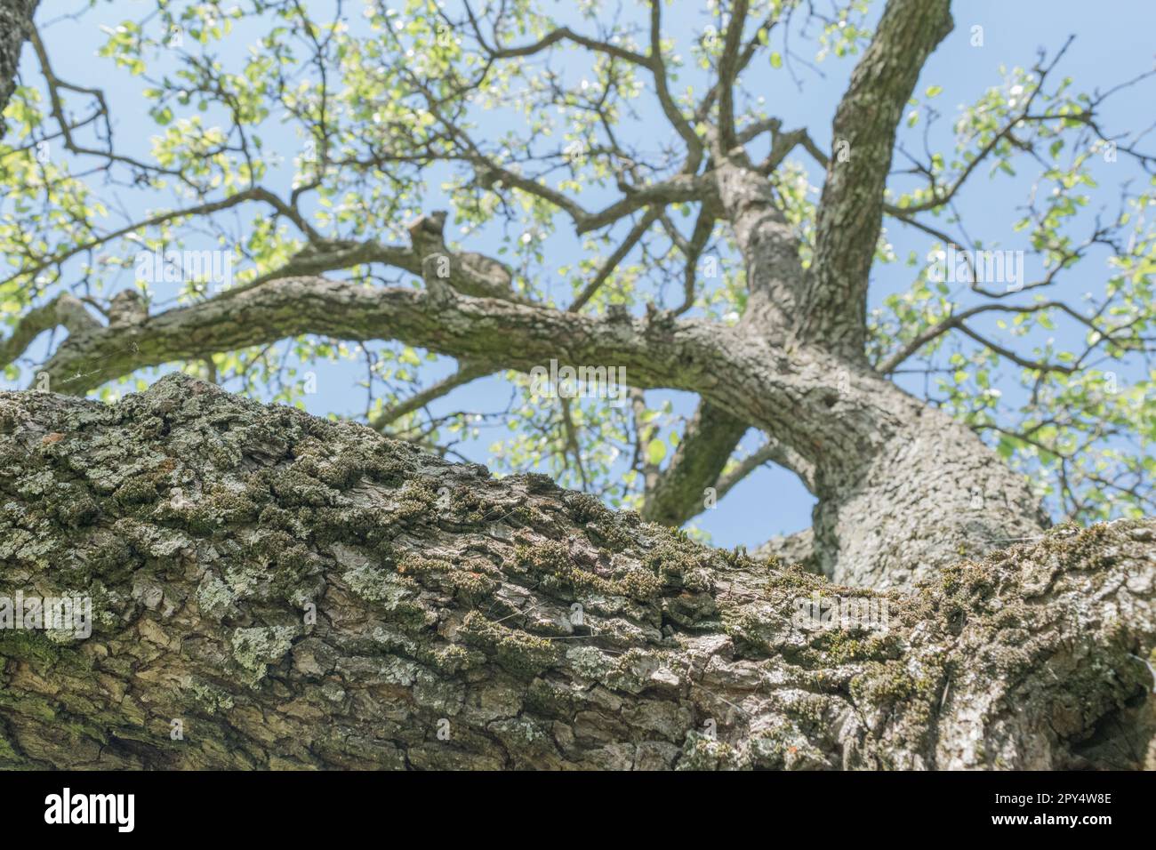 pear tree in spring with leaves Stock Photo - Alamy