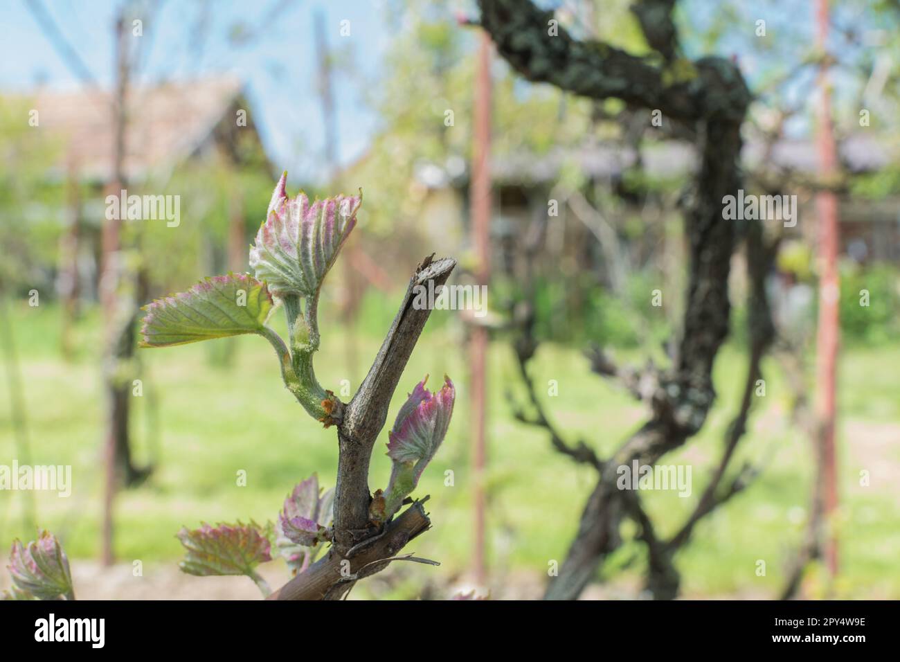 vines in the spring in the sunlight Stock Photo - Alamy