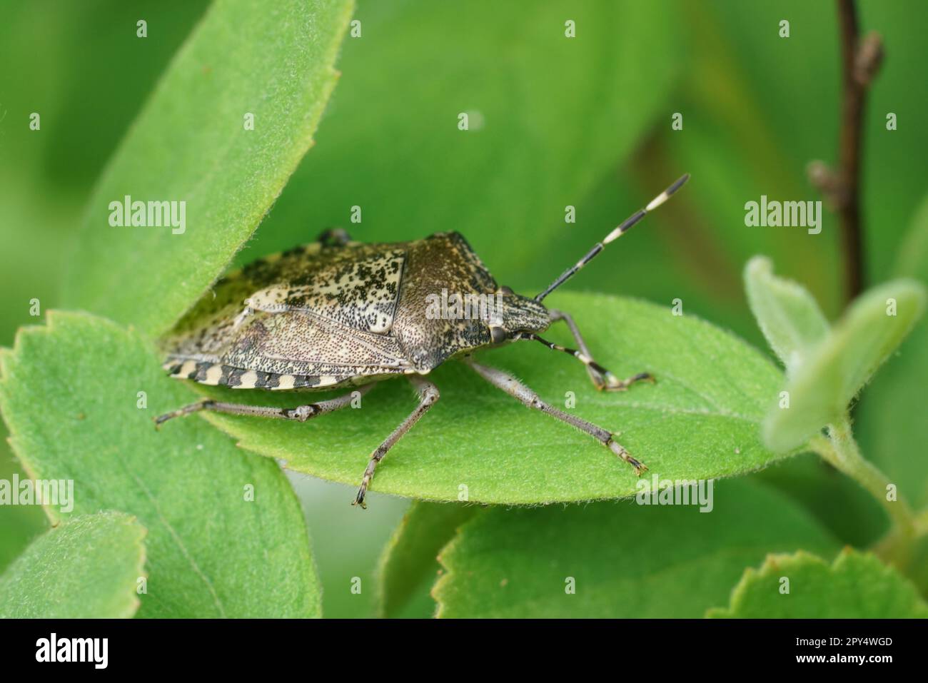 Natural close-up on a grey mottled shield bug, Rhaphigaster nebulosa ...