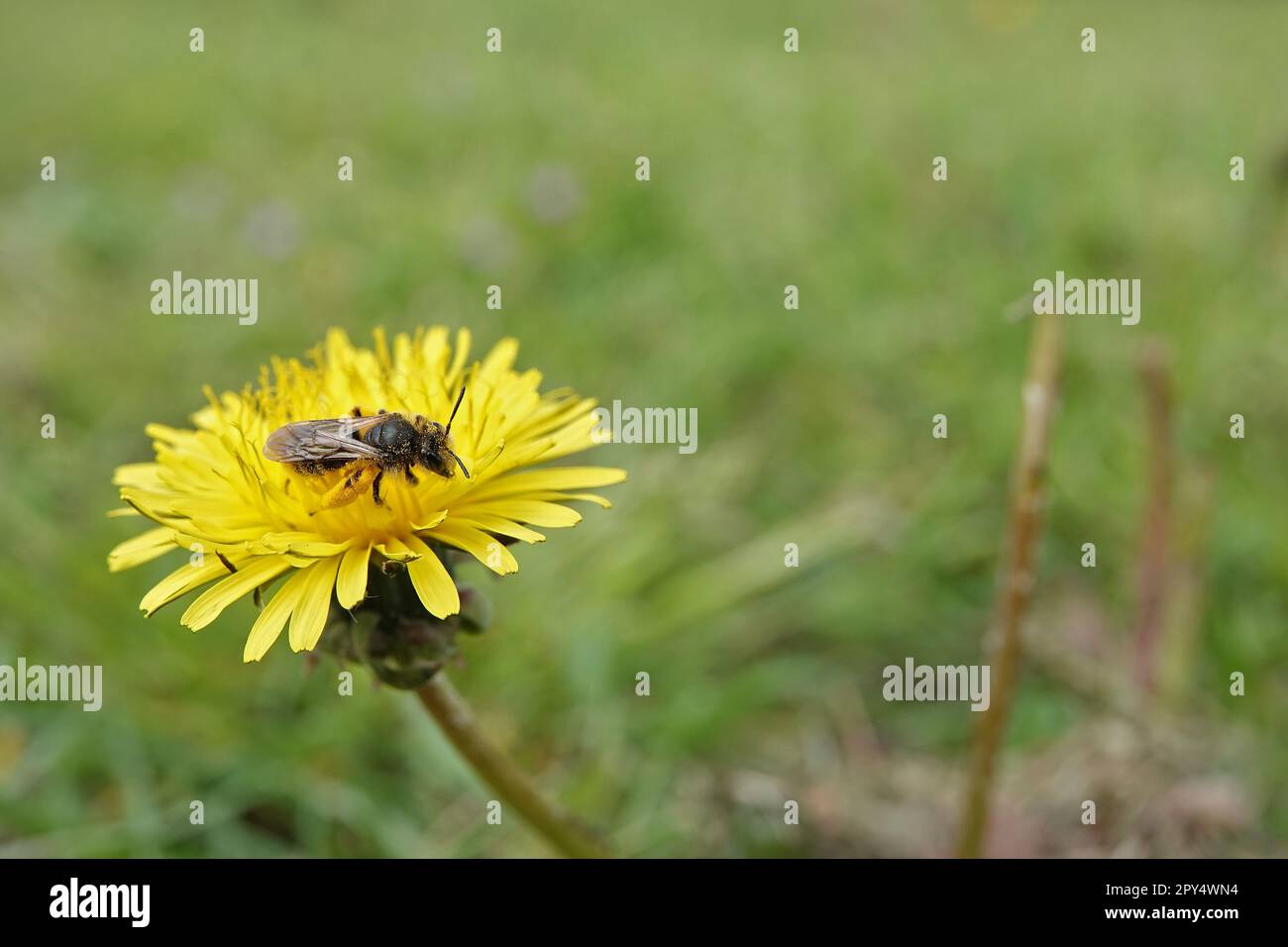 Natural closeup on a female buff-tailed or Catsear mining bee, Andrena ...
