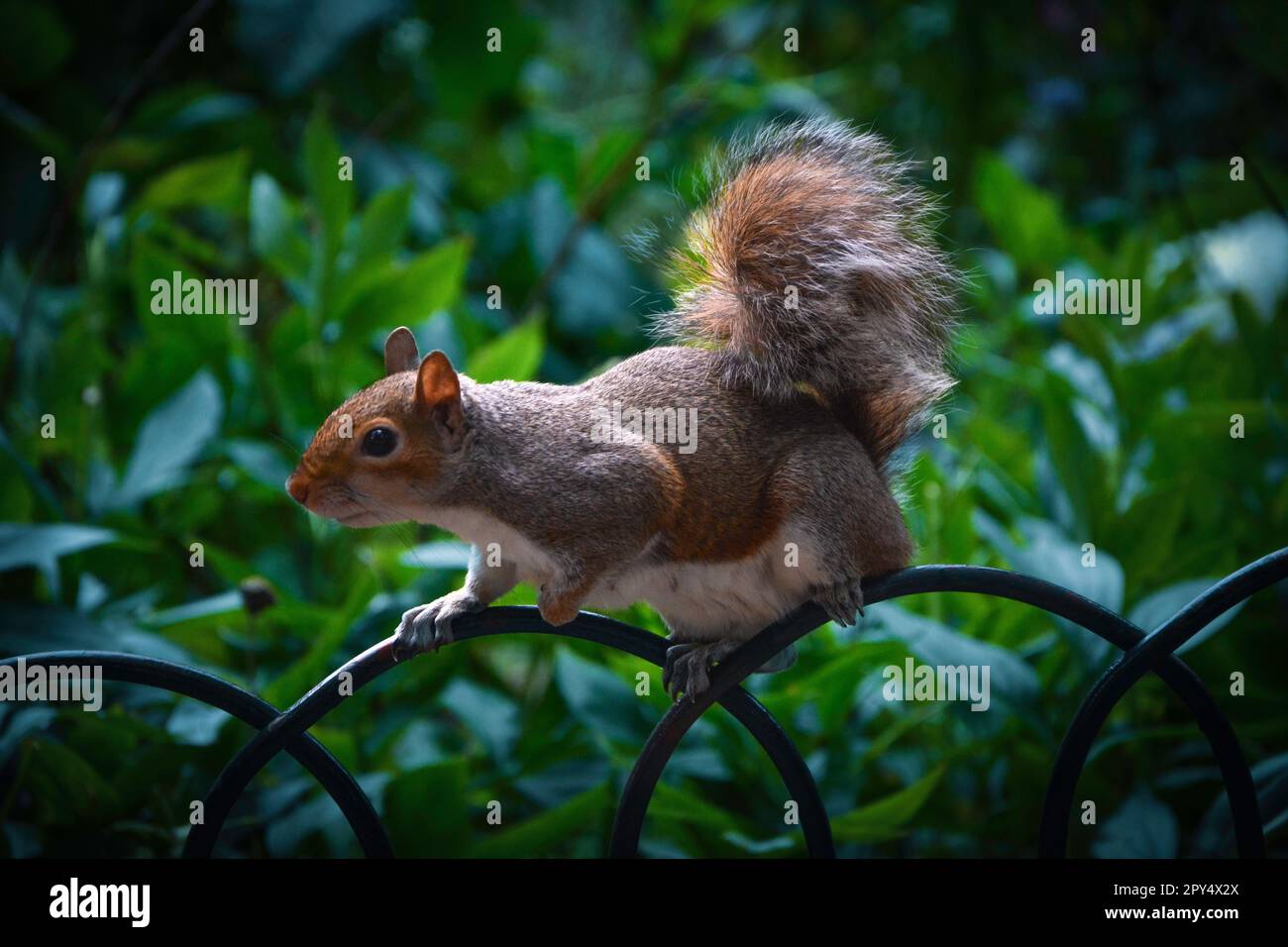 A Gray Squirrel at St. James' Park in London, UK Stock Photo - Alamy
