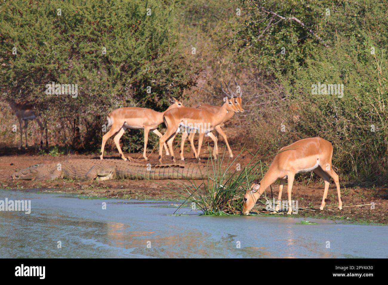 Schwarzfersenantilope und Nilkrokodil / Impala and Nile crocodile ...