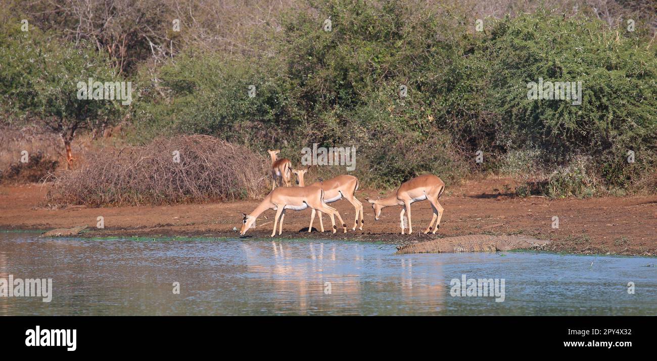 Schwarzfersenantilope und Nilkrokodil / Impala and Nile crocodile ...