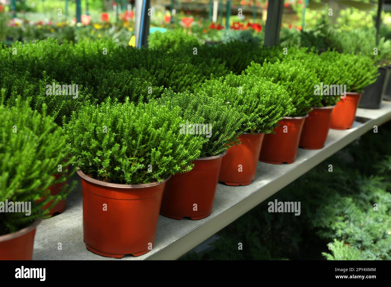 Pots with beautiful evergreen hebe shrubs growing in greenhouse Stock ...