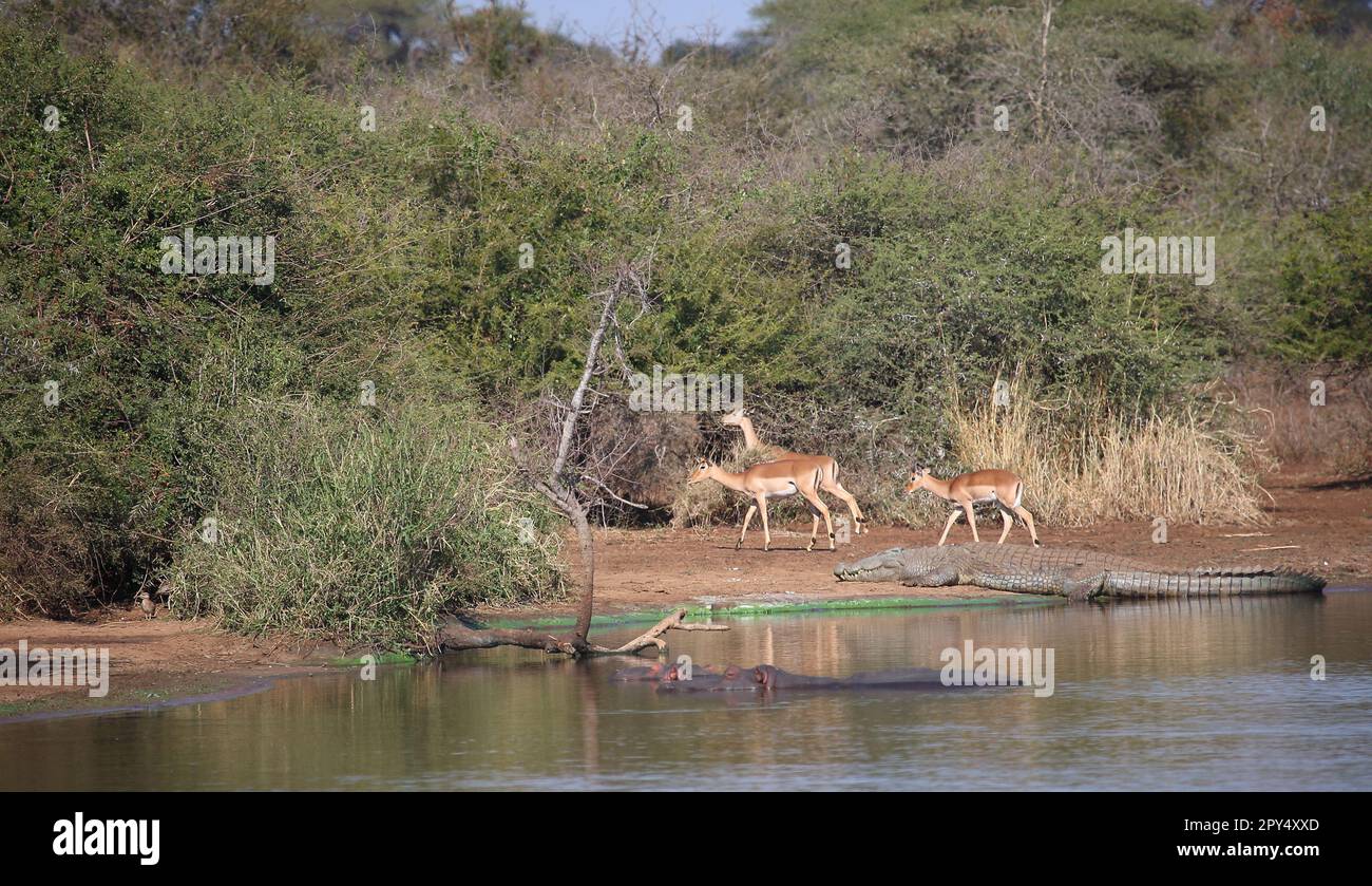 Schwarzfersenantilope, Nilkrokodil und Flußpferd / Impala, Nile ...