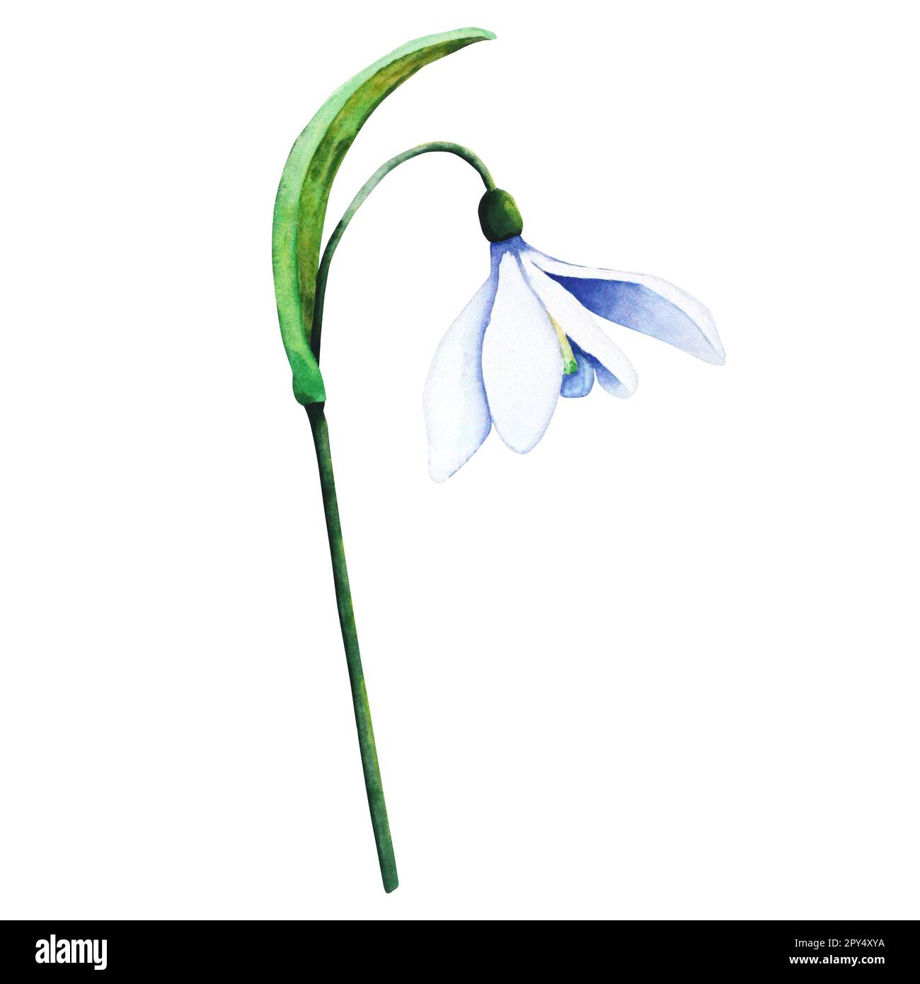 Watercolor snowdrop. Botanical illustration of flower. Watercolor ...