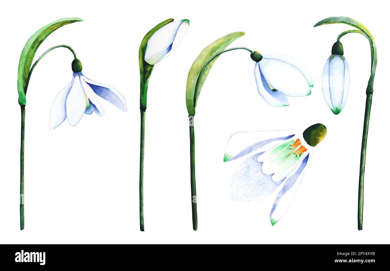 Watercolor snowdrops. Botanical illustration of flowers. Watercolor ...