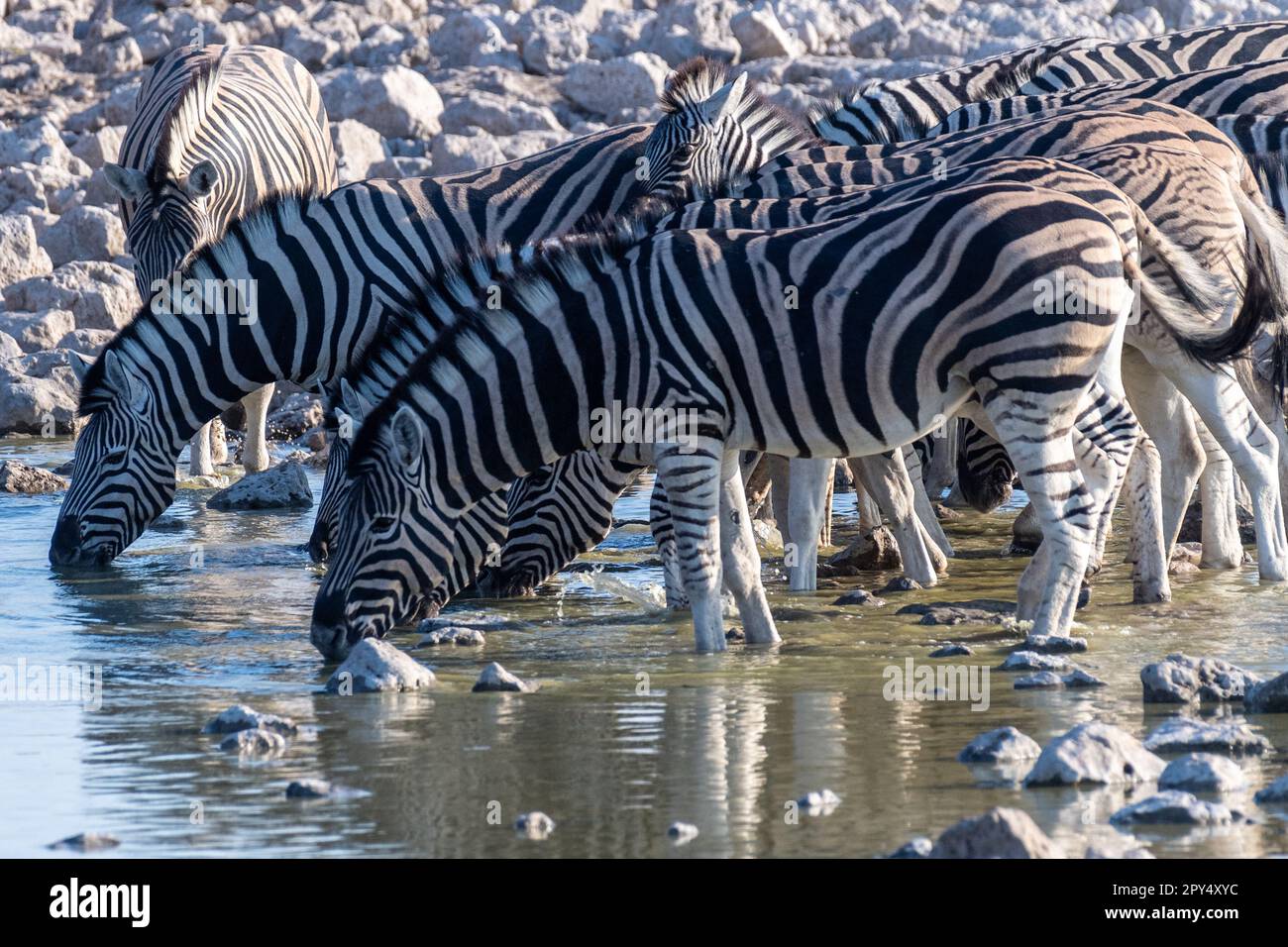 A group of Burchell's Plains zebra -Equus quagga burchelli- drinking ...