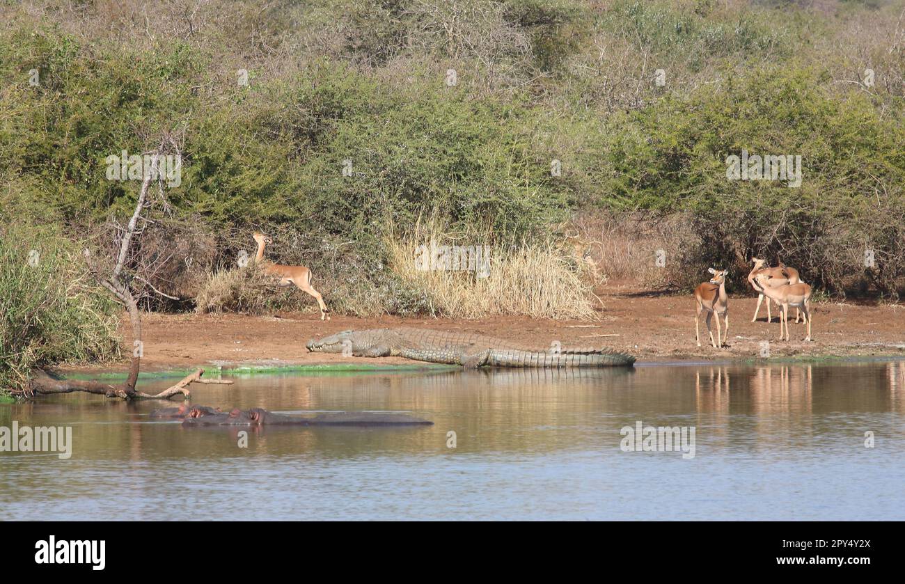 Schwarzfersenantilope, Nilkrokodil und Flußpferd / Impala, Nile ...
