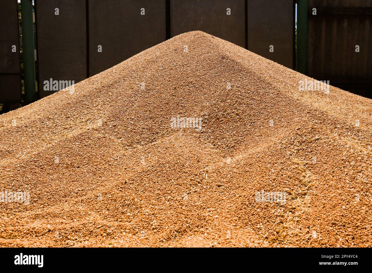 Pile of wheat grains near fence outdoors Stock Photo - Alamy
