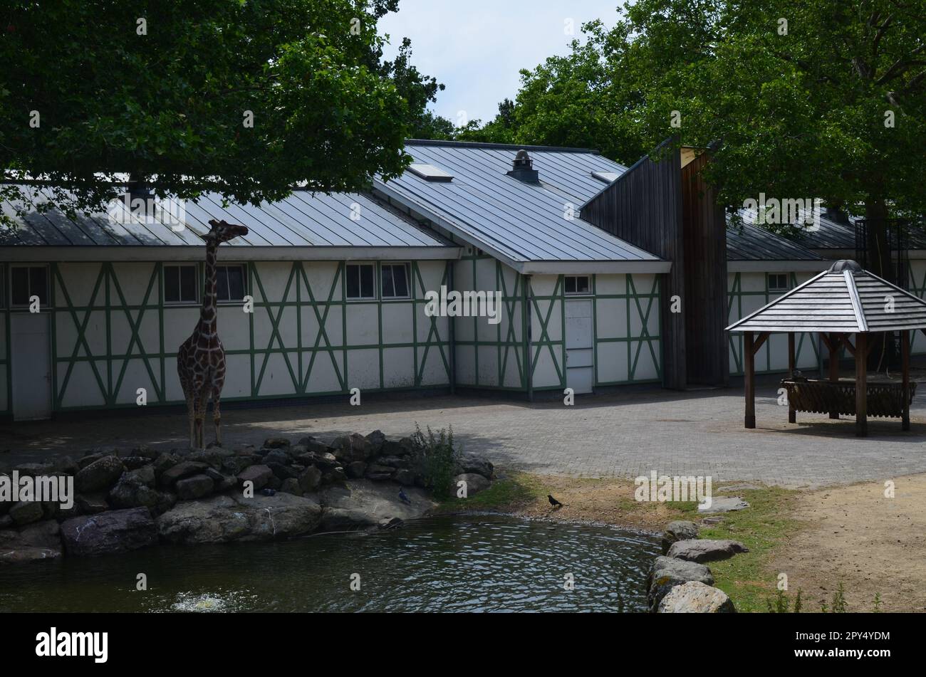 African giraffe near pool in zoo enclosure Stock Photo - Alamy
