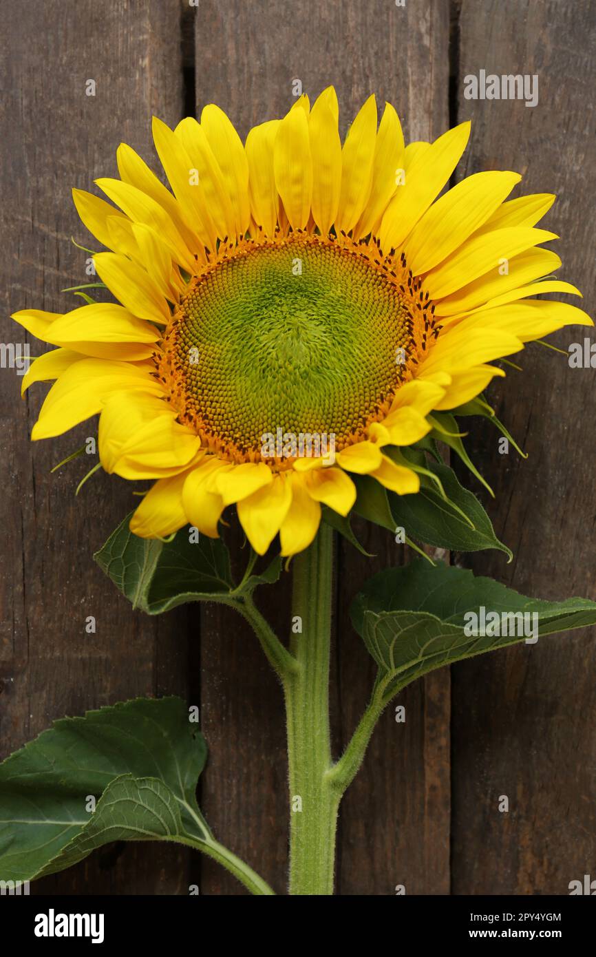 Beautiful sunflower on wooden table, top view Stock Photo - Alamy