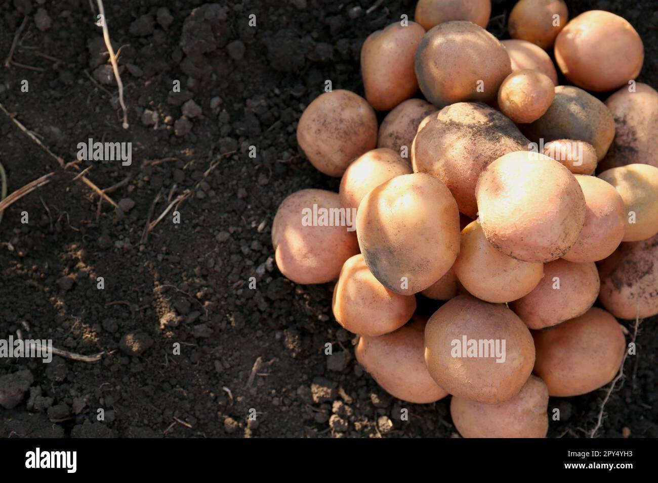 Pile of ripe potatoes on ground outdoors, top view. Space for text ...