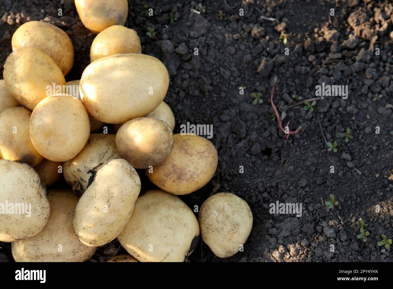 Potatoes soil top view hi-res stock photography and images - Alamy