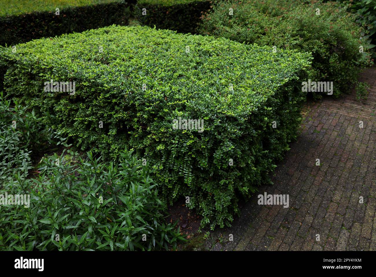 Beautiful green boxwood shrub outdoors. Landscape design Stock Photo ...
