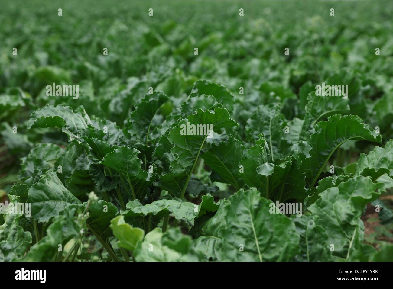 Beautiful beet plants with green leaves growing in field, closeup Stock ...