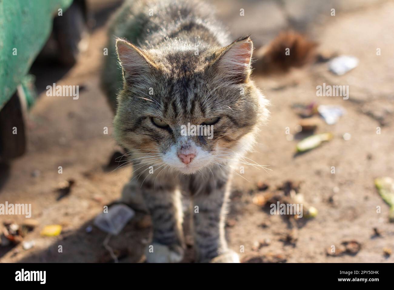 A homeless dirty sick cat in the garbage in search of food Stock Photo ...