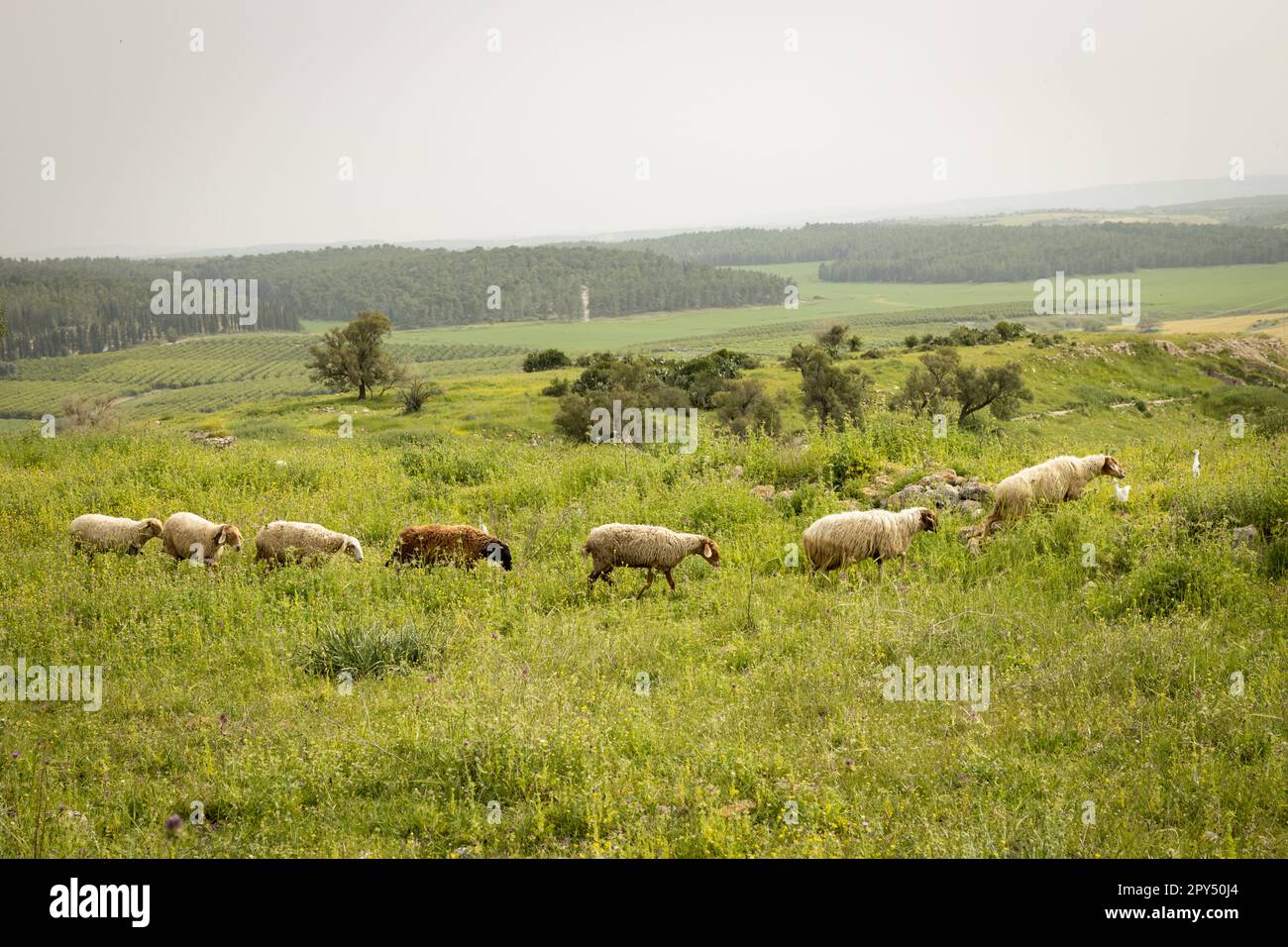 A flock of sheep walking in a pasture Stock Photo - Alamy
