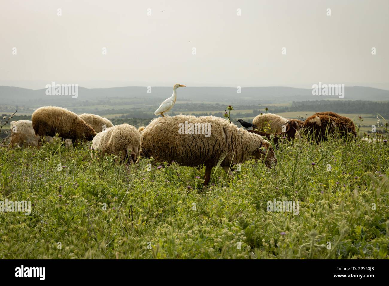 Follow sheep hi-res stock photography and images - Alamy