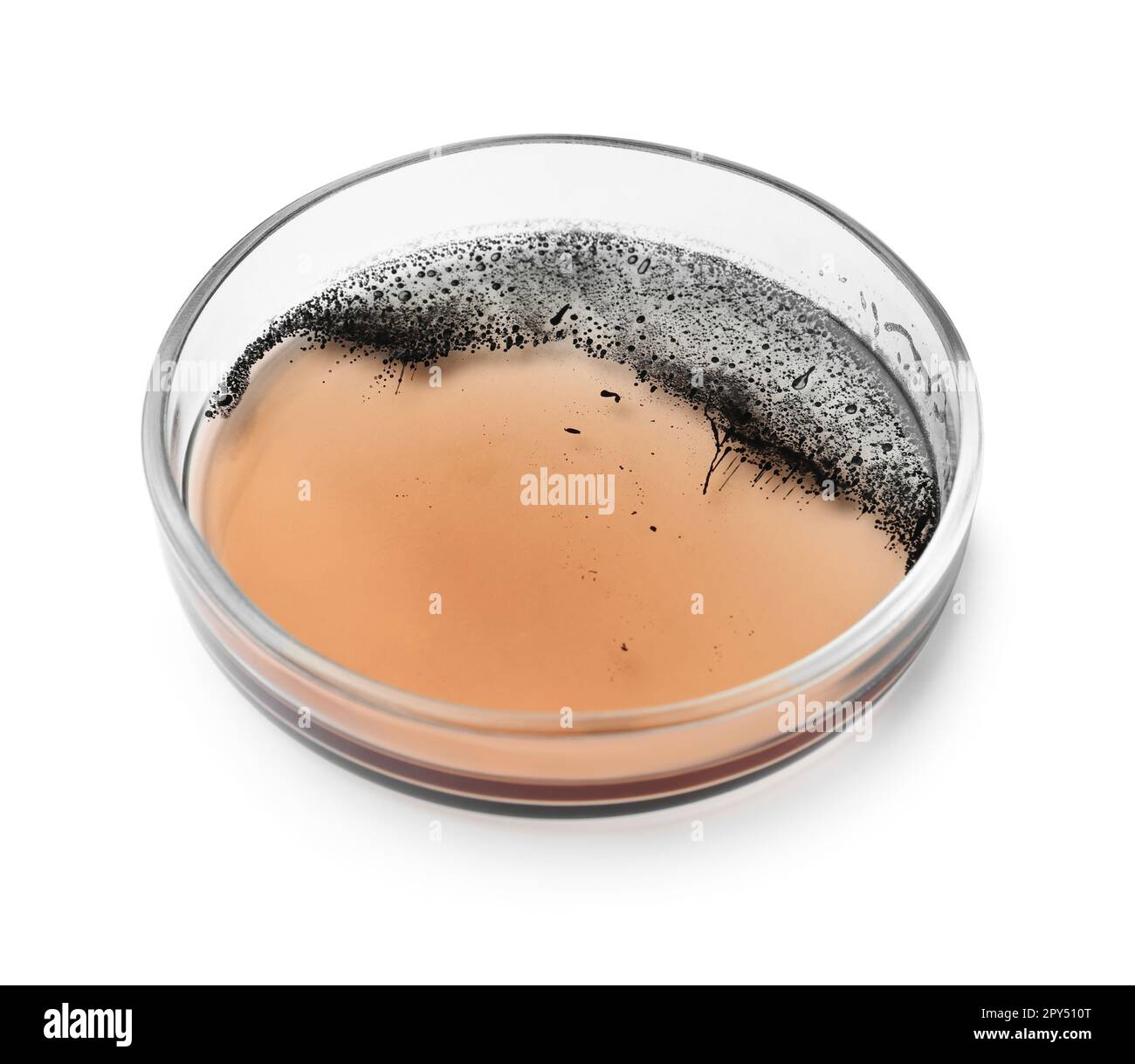 Bacteria petri dish black background Cut Out Stock Images & Pictures ...