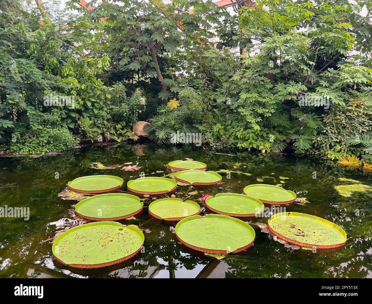 Rotterdam, Netherlands - August 27, 2022: Pond with beautiful Queen ...