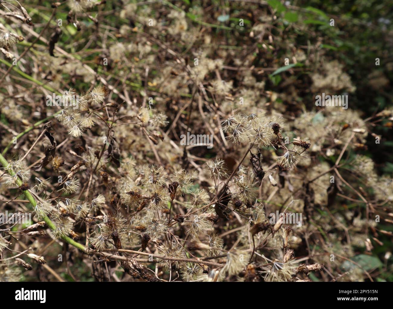 Dry seed clusters ready to be spread by the wind of a Devil weed ...