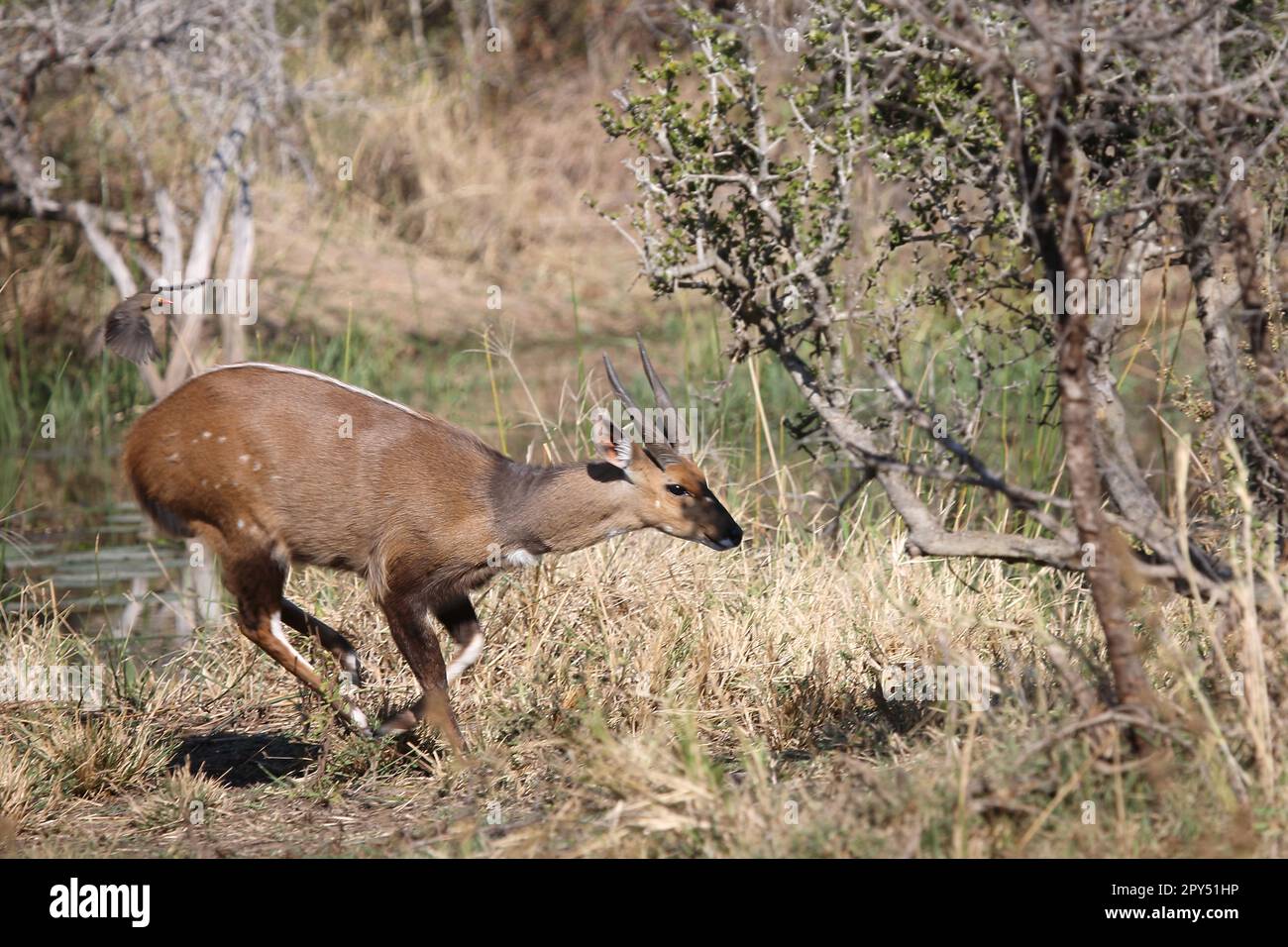 Buschbock und Rotschnabel-Madenhacker / Bushbuck and Red-billed ...
