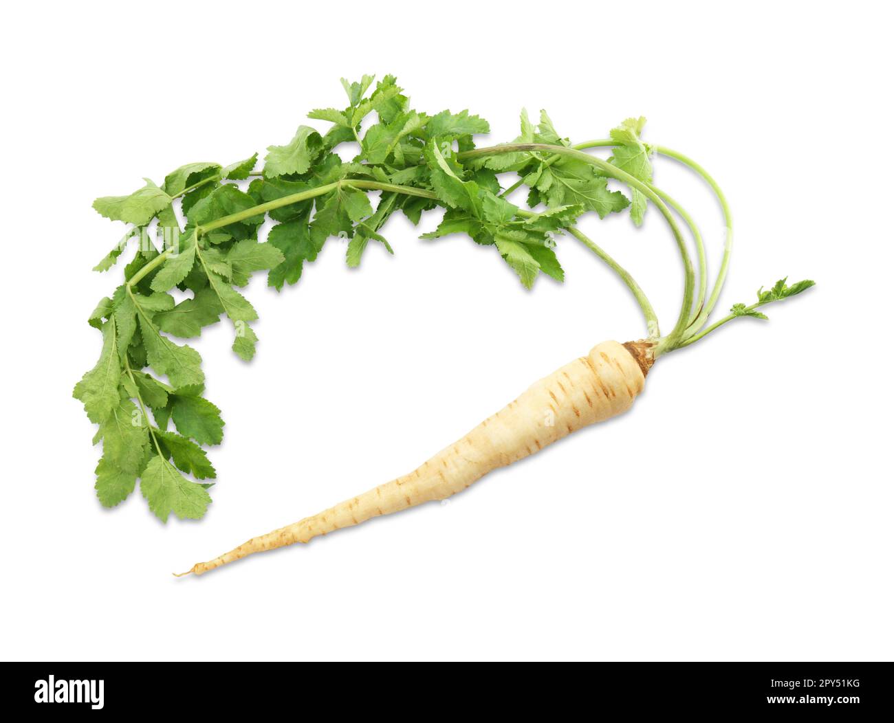 Tasty fresh ripe parsnip isolated on white, top view Stock Photo - Alamy
