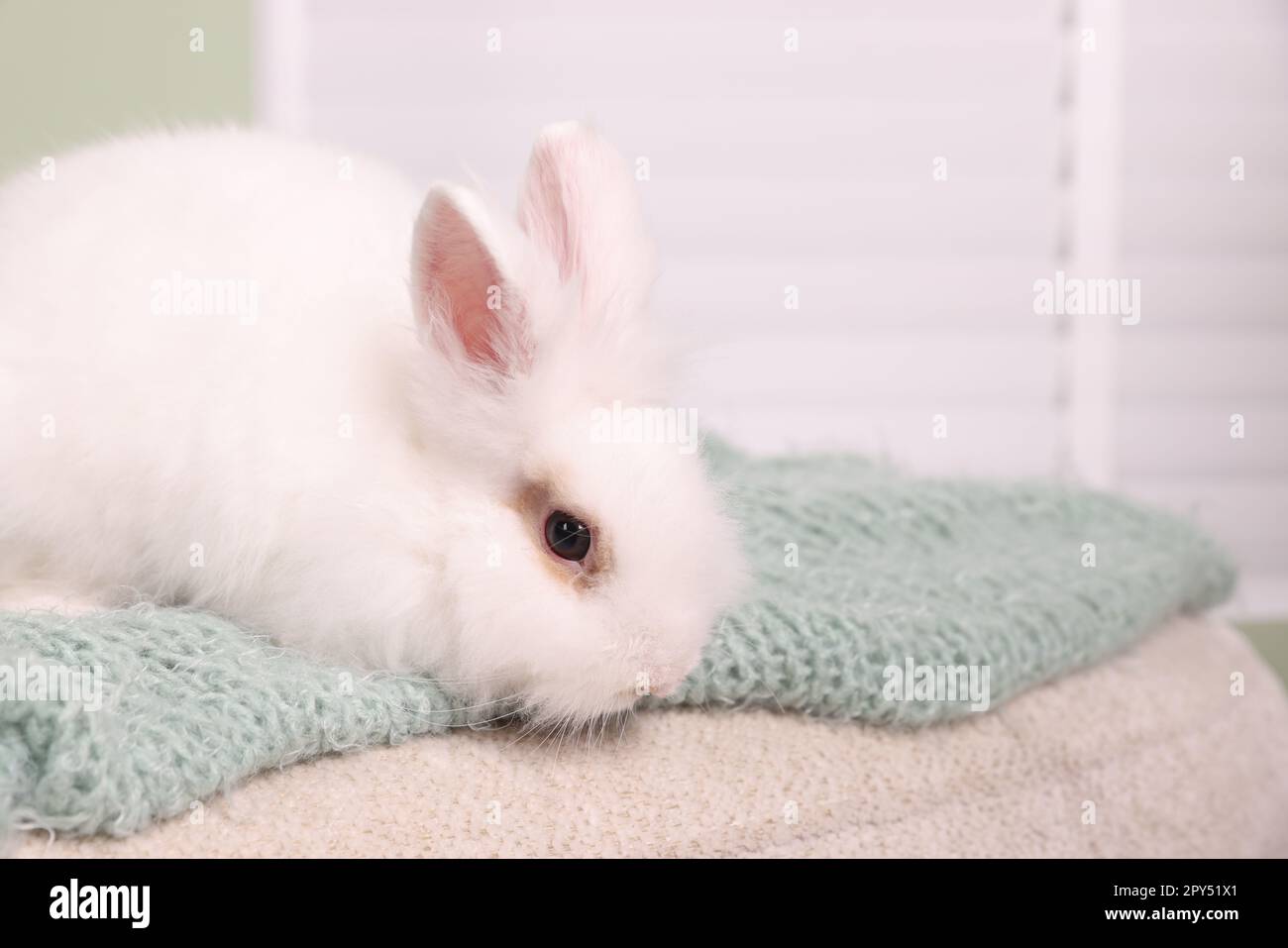 Fluffy white rabbit on soft blanket indoors, space for text. Cute pet ...