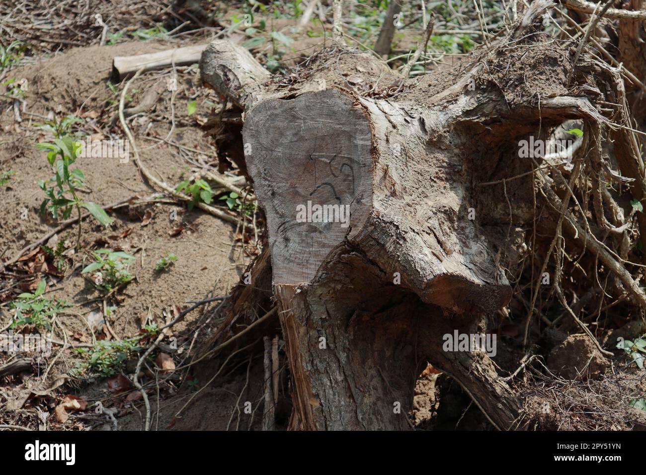 Side view of a dug tree stump with the roots, the stump was excavated ...
