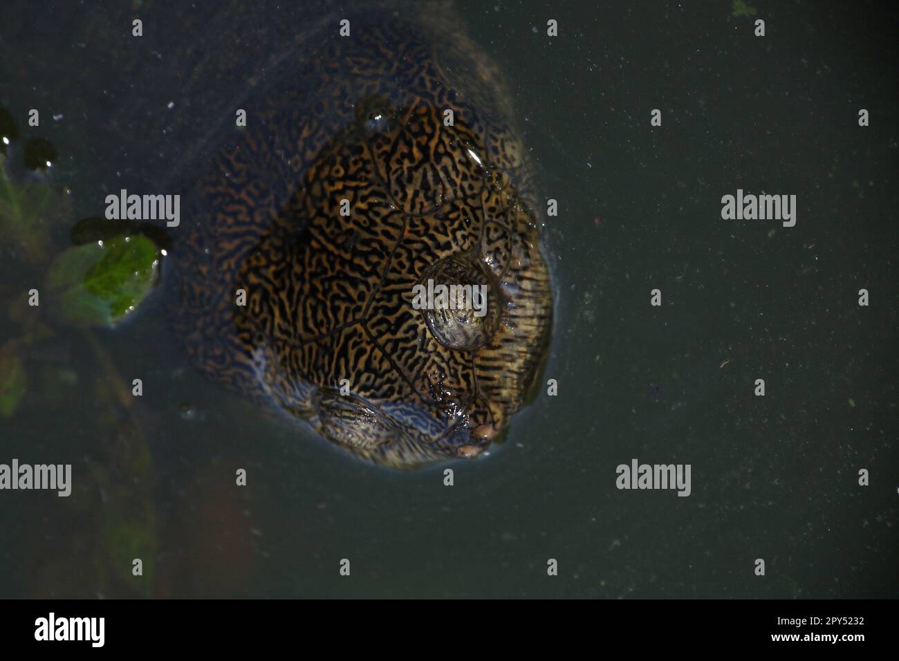 Starrbrust-Pelomeduse / Marsh or Helmeted turtle / Pelomedusa subrufa ...