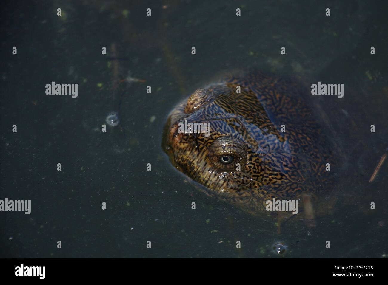 Pelomedusen tortoise hi-res stock photography and images - Alamy