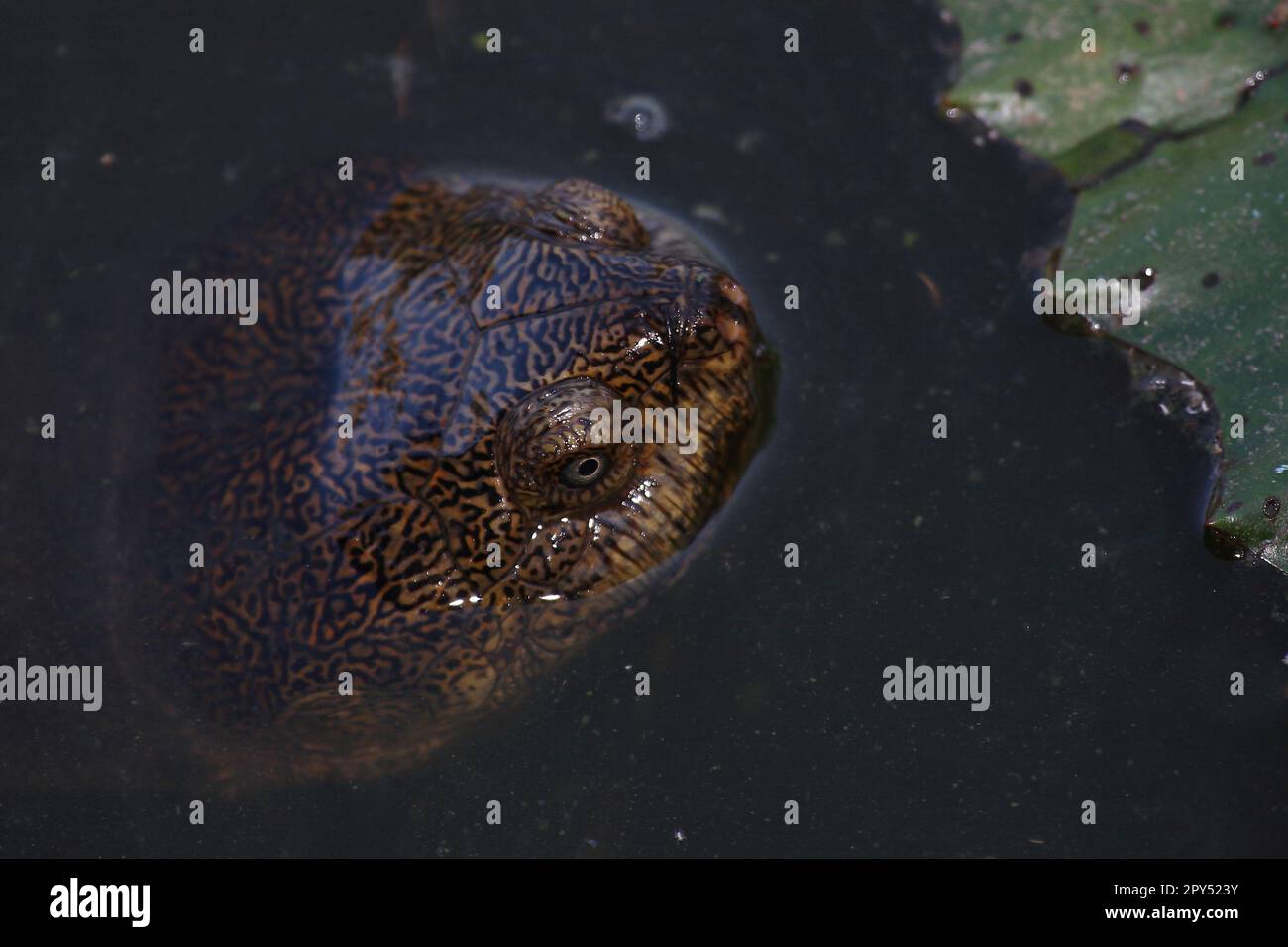 Starrbrust-Pelomeduse / Marsh or Helmeted turtle / Pelomedusa subrufa ...