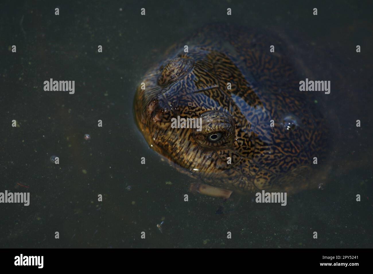 Helmeted tortoise hi-res stock photography and images - Alamy