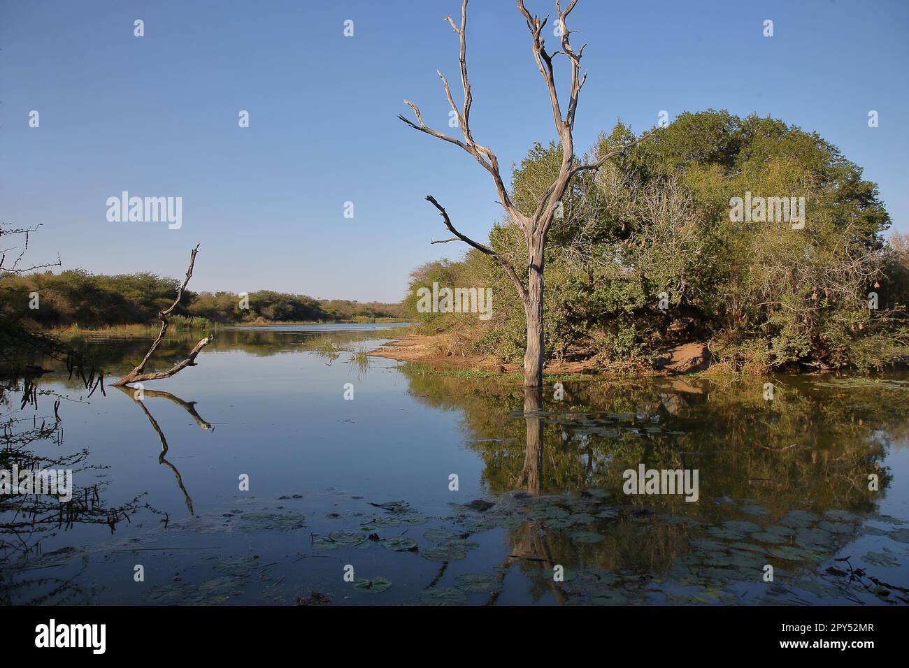Krüger Park - Afrikanischer Busch - Lake Panic / Kruger Park - African bush - Lake Panic Stock ...