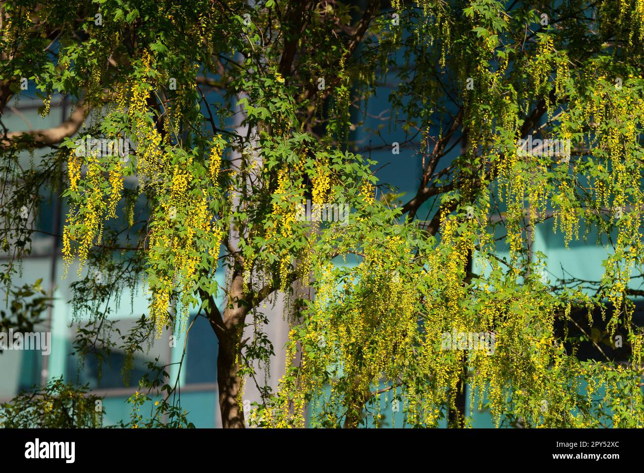 Laburnum tree in bloom Stock Photo - Alamy
