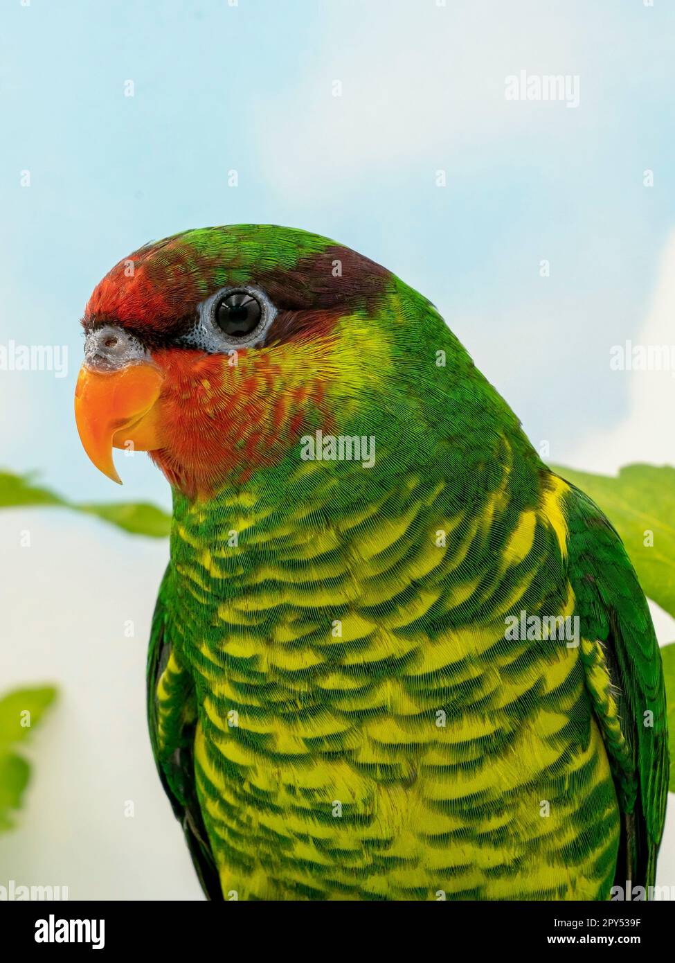 Mindanao apo hi-res stock photography and images - Alamy