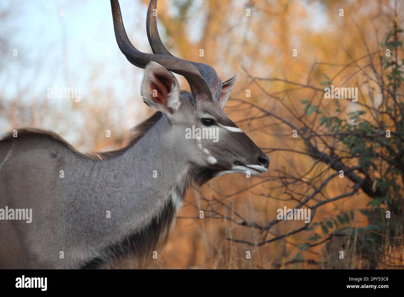 Großer Kudu / Greater kudu / Tragelaphus strepsiceros Stock Photo - Alamy