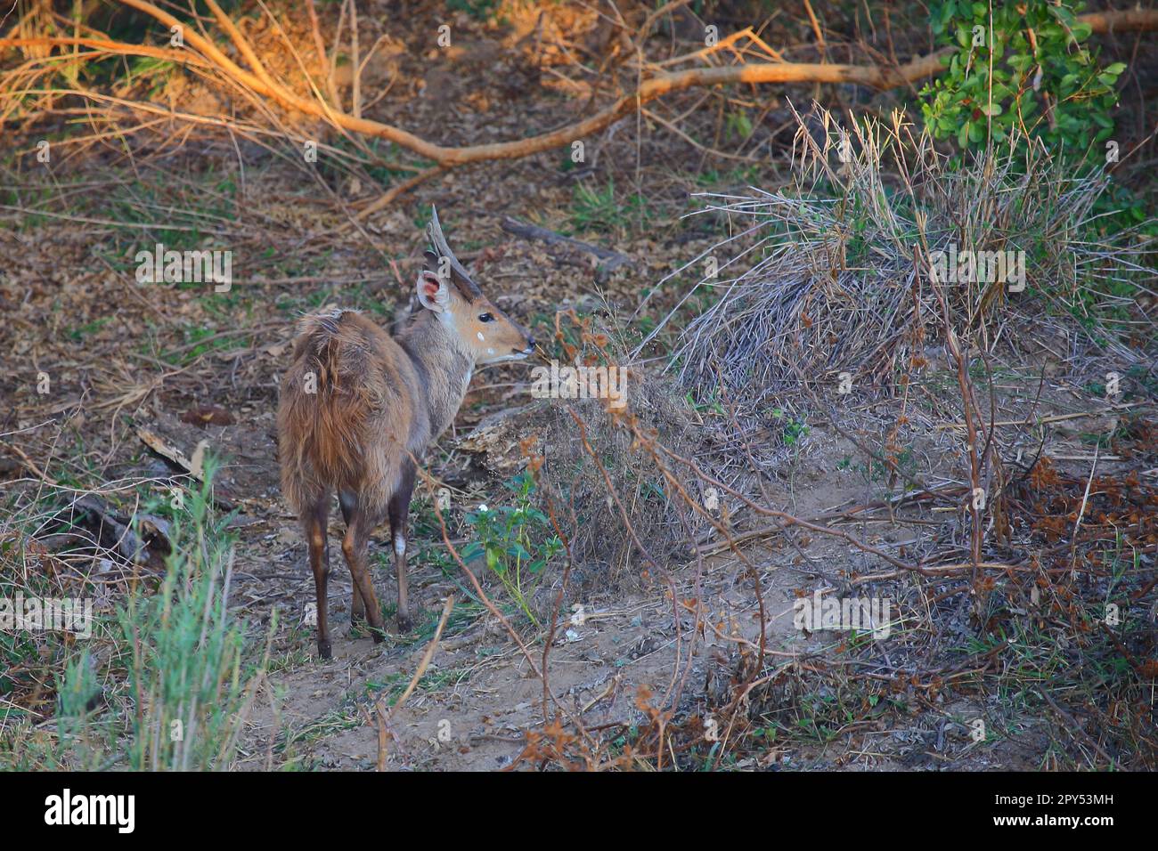 Buschbock / Bushbuck / Tregelaphus scriptus Stock Photo - Alamy